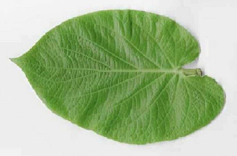 Hierba Santa Hoja Santa - 9 Fresh Leaves Natural Organic Root Beer ...