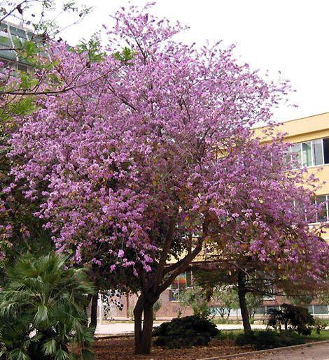Bauhinia variegata orchid tree - Home & Garden