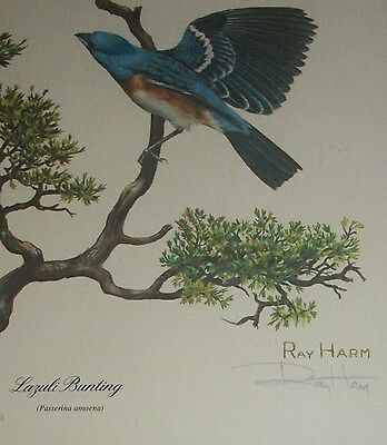 1972 LITHO PRINT ART RAY HARM LAPIS LAZULI BUNTING BLUE SONG BIRD ...