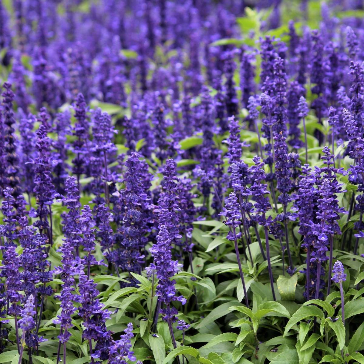 Salvia, Mealy Cup Sage, Mealycup Sage 'Blue Bedder' 200 seeds ...