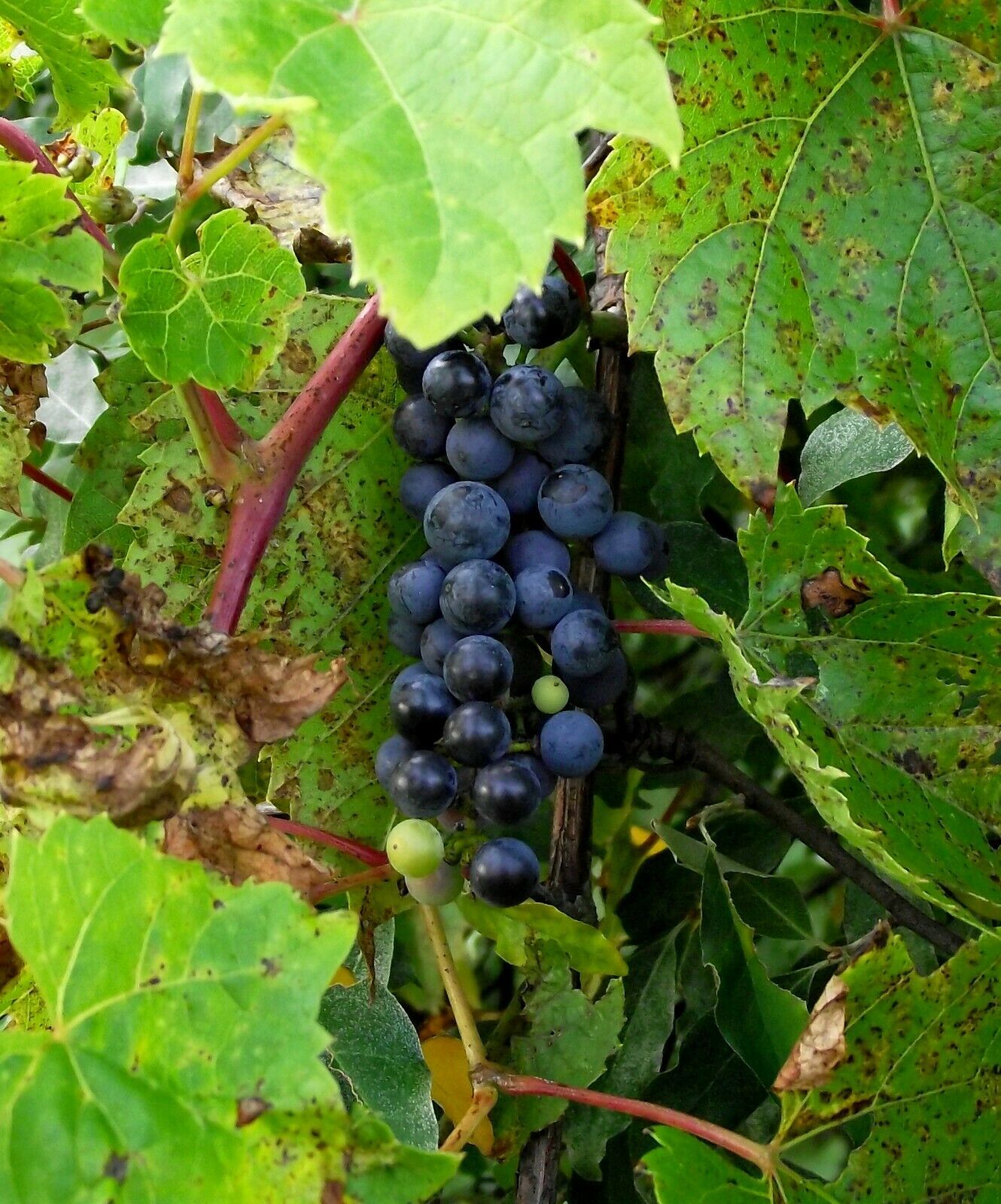 Riverbank Grape (Vitis riparia), 20 seeds - Other Plants, Seeds & Bulbs