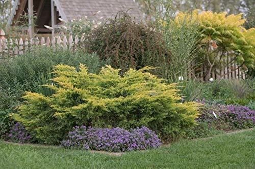 Saybrook Gold Juniper - 3 Live Plants - Juniperus Chinensis - Hardy ...