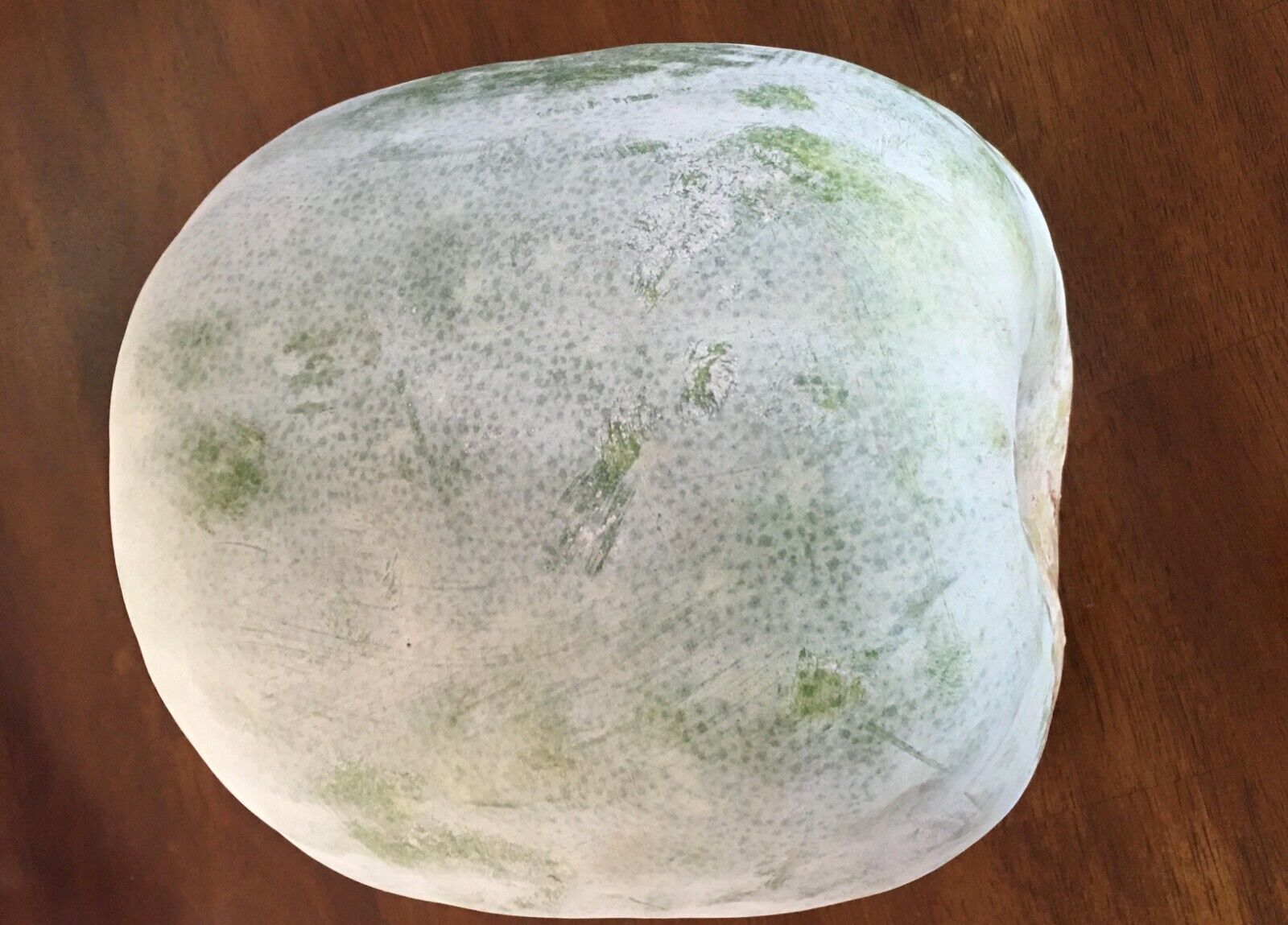 15+ Seeds Wax Gourd White Ash Gourd Winter Melon Dong Gua (Alu) Puhul ...