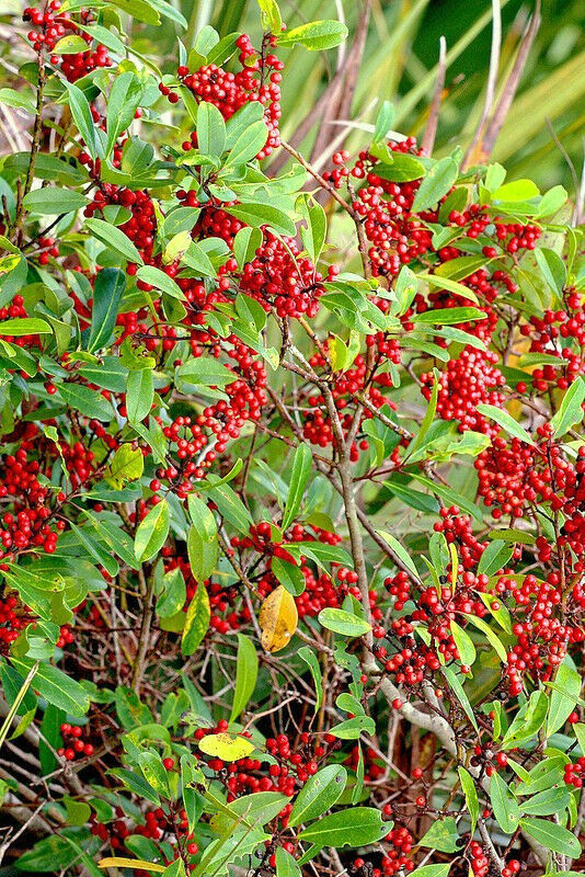 ilex cassine- DAHOON HOLLY Florida native wild tree bonsai shrub seed ...