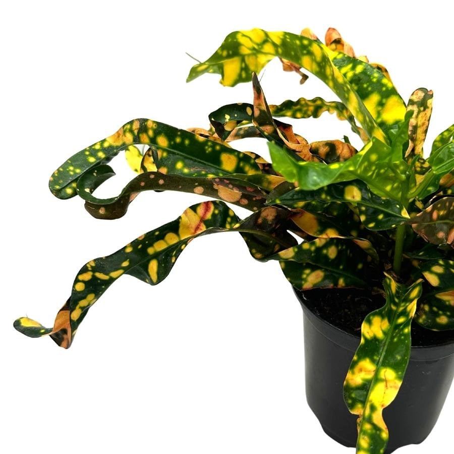 Twisted Variegated Croton Mammy, 4 inch, Very Rare Codiaeum variegatum ...