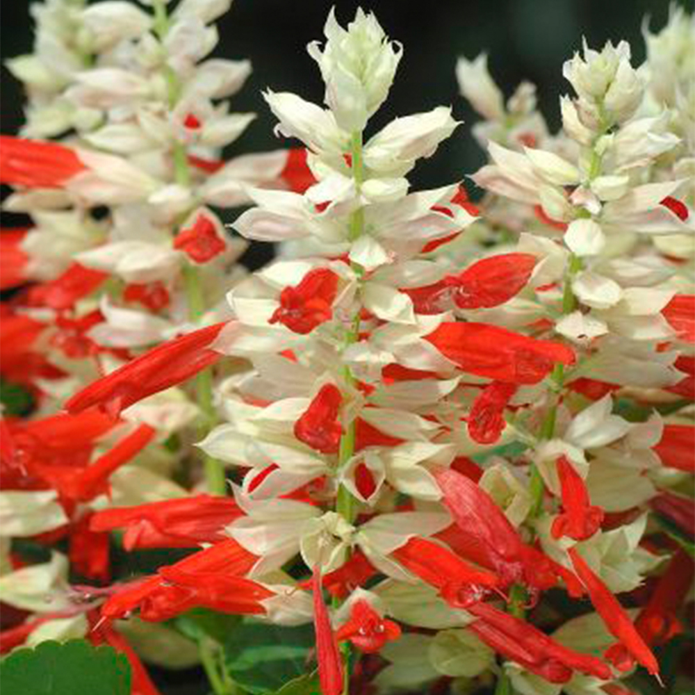 40 Seeds Reddy White Surprise Salvia Flower Drought Tolerant Perennial ...