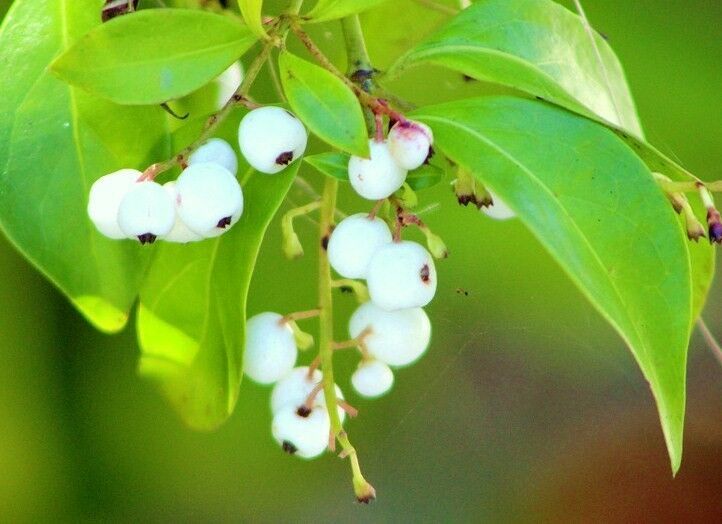 White Indigoberry, randia aculeata florida native indigo berry seed -50 ...