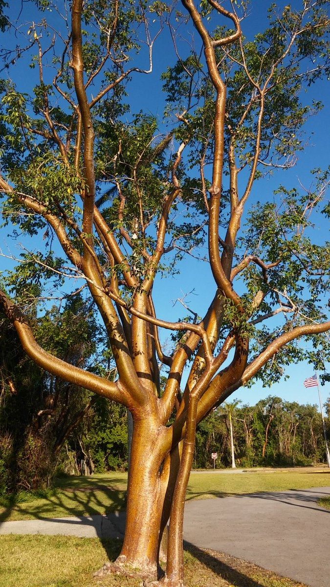 Gumbo Limbo Tree Seeds - Seeds & Bulbs