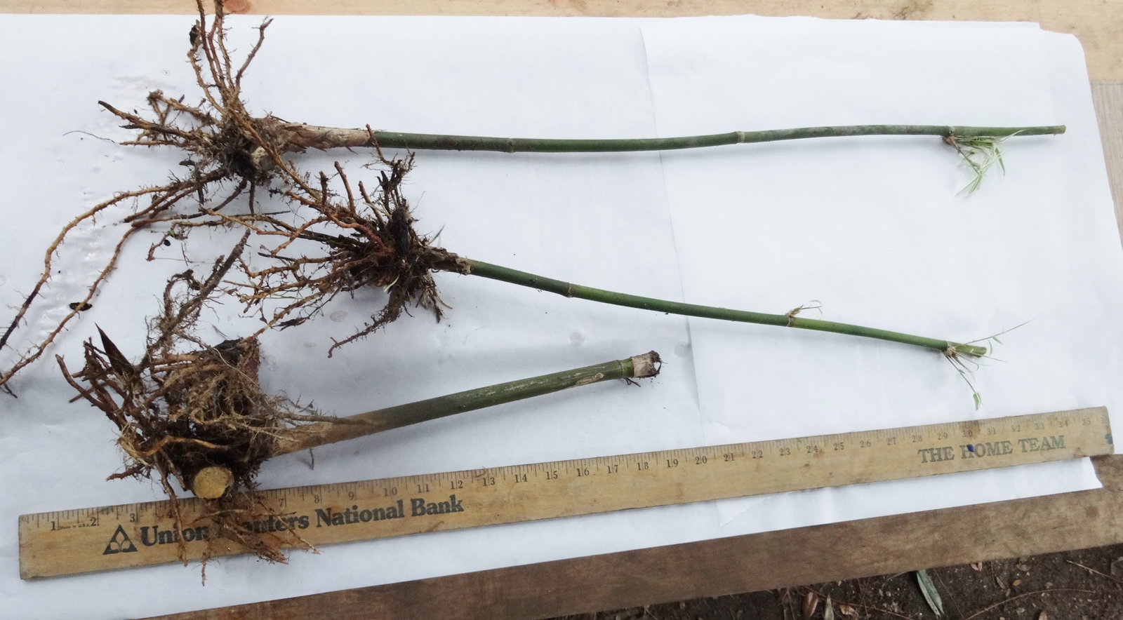 10 Plants / Divisions for 50 Ft Bamboo Hedge-Bambusa Green Hedge ...