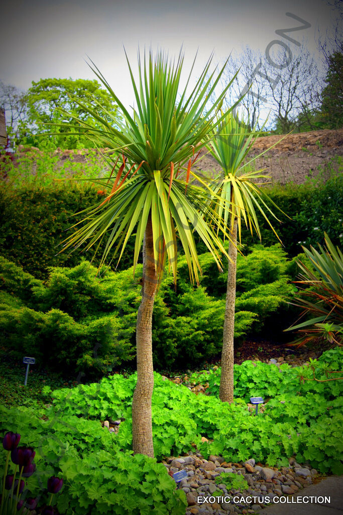CORDYLINE AUSTRALIS cabbage tree @j@ exotic rare palm trees plant seed ...