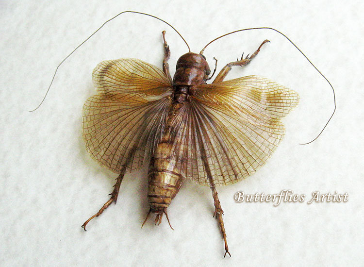 Monster Predatory Cricket Sia Ferox VERY RARE Entomology Collectible ...