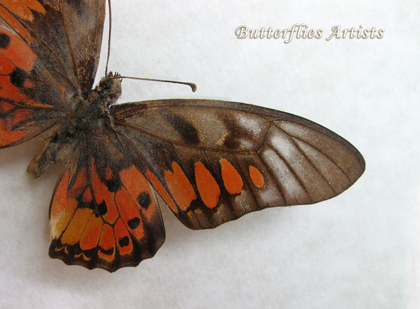 Acraea Swordtail Graphium Ridleyanus Real Butterfly Framed Entomology ...