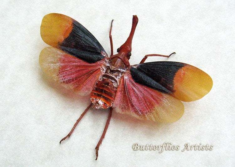 Blood Red Real Lanternfly Pyrops Detanii and similar items
