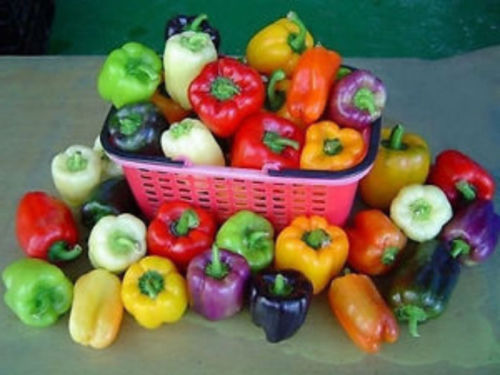 Grand Bell Mix Pepper Seeds - Beautiful mixed colors SEE OUR STORE! - Seeds