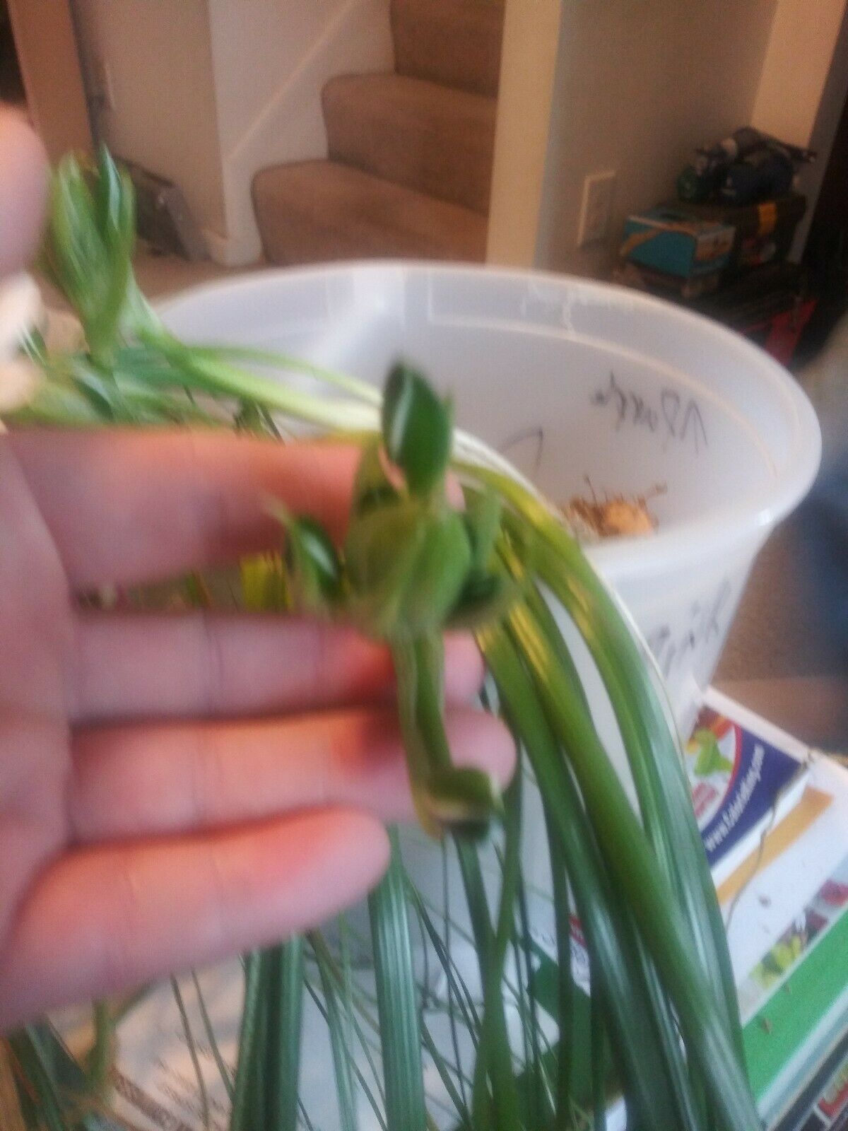 10 Bulbs of Ornithogalum Dubium White, Star of Bethlehem Flower - Seeds ...