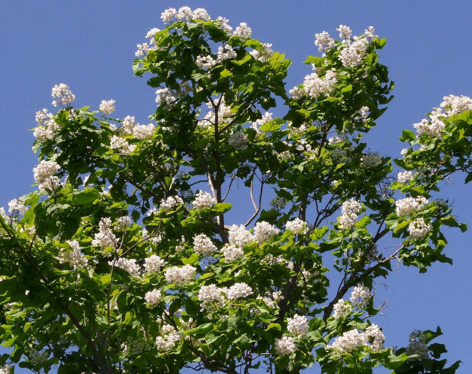 Northern Catalpa Catalpa speciosa 20 Seeds GTL09 - Seeds & Bulbs
