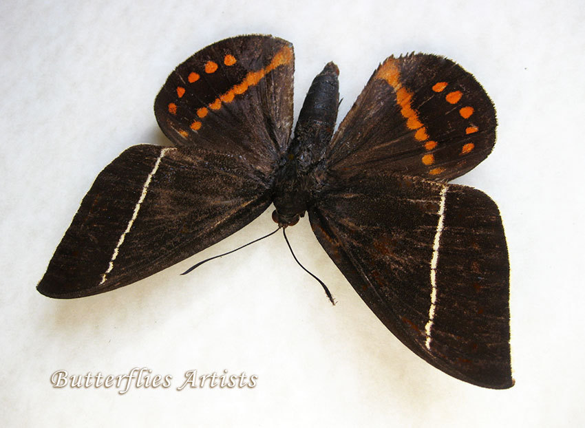 Castnia Amauta Cacica Real Sugar Cane Borer Moth Entomology Collectible ...