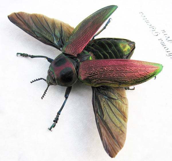 Metallic Jewel Flying Beetle Euchroma Gigantea Entomology Collectible ...