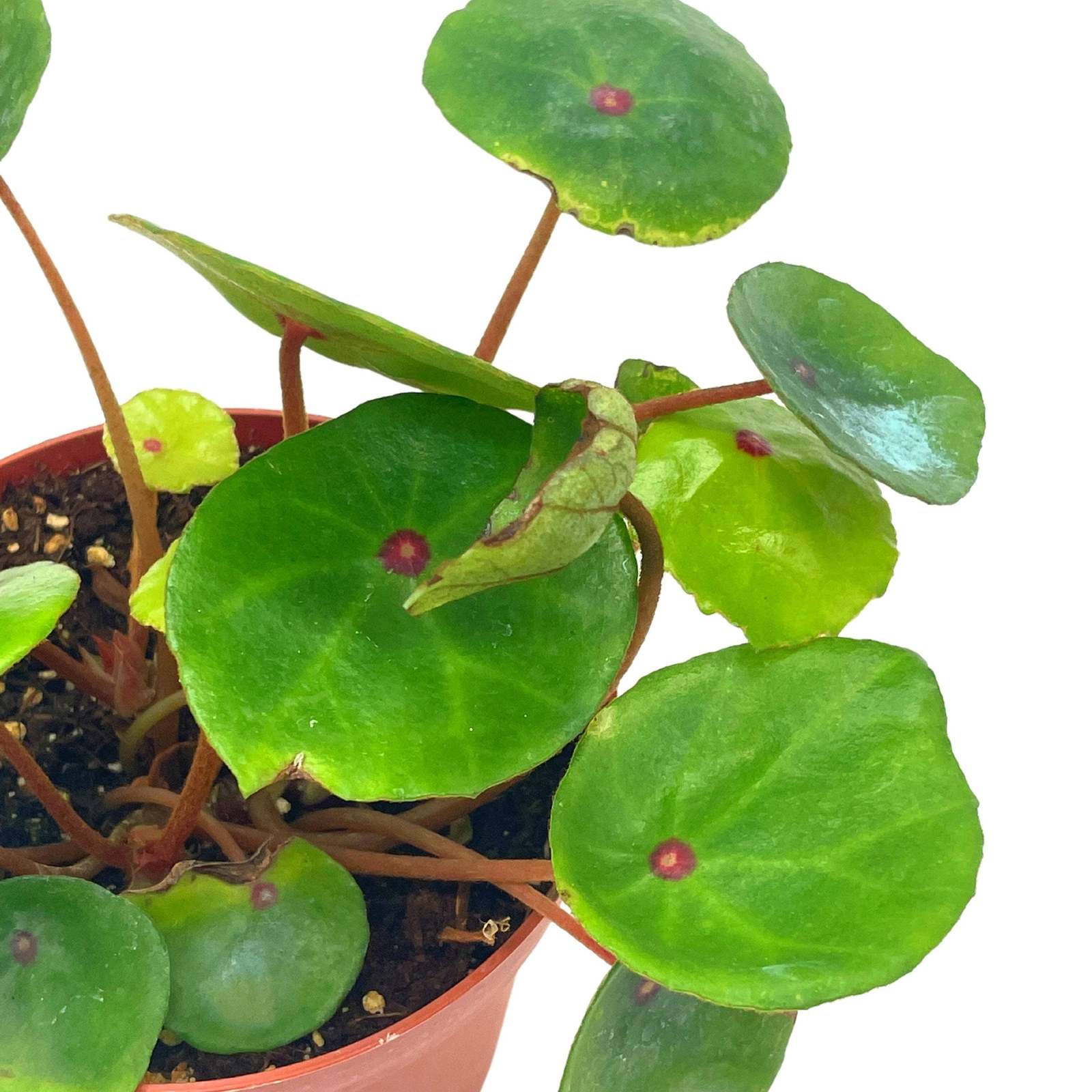 Seashell Begonia Conchifolia, Begonia Rex, 4 inch Green with red dot 4 ...
