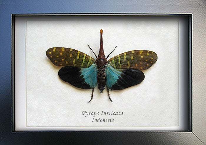 Blue Winged Lanternfly Pyrops Intricata Framed Entomology Collectible ...