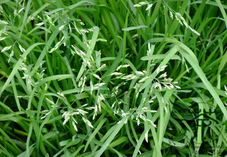 Poa Annua Seeds 600pcs, Annual Meadow Grass, Simply Poa Annual ...
