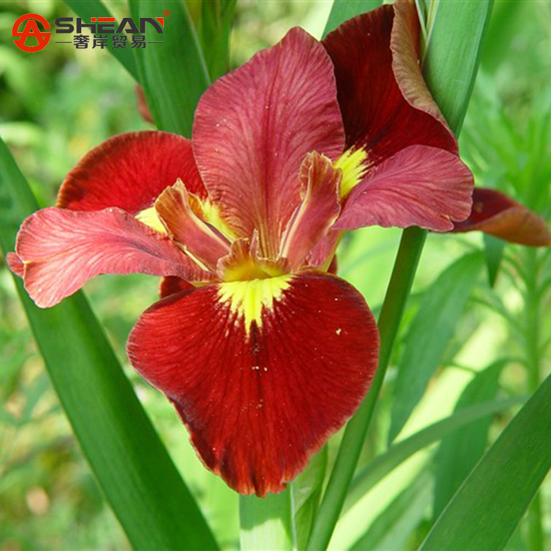 5 Seeds Hot Sale Red Iris Orchid Seeds Beautiful Perennial Flowers ...