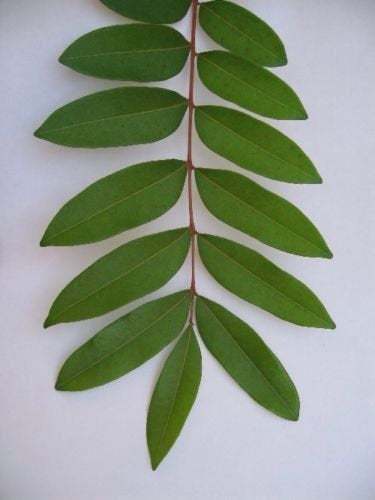 Lakshmi Taru / Paradise Tree / Simarouba Glauca Plant Leaves 100 Nos ...