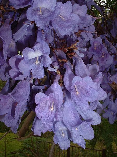 JACARANDA MIMOSIFOLIA, BLUE rare flowering tree flamboyan delonix seed ...