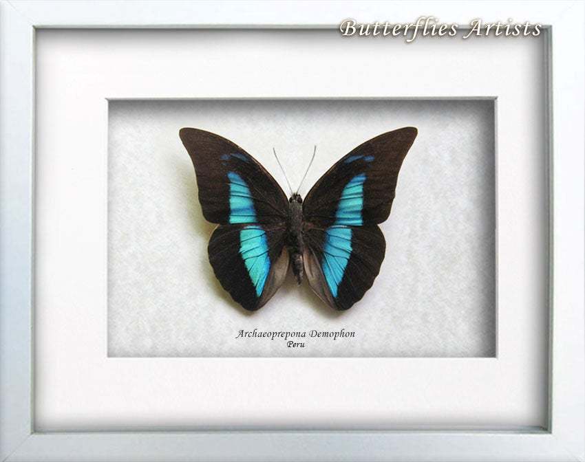 Reflector Spotted Prepona Archaeoprepona Demophon Butterfly Entomology ...