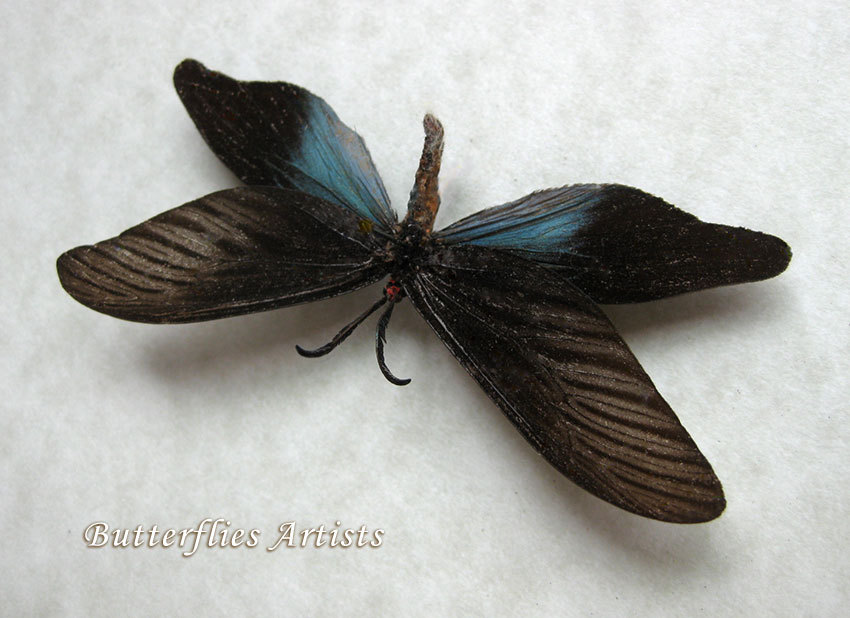 Pirate Flag Histia Libelluloides Unusual Moth Entomology Collectible ...