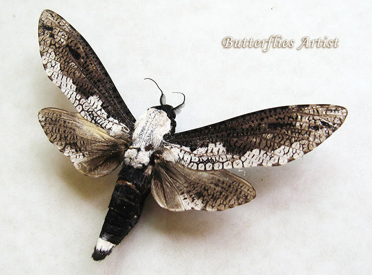 Unusual Moth Xyleutes Persona Cossidae Entomology Collectible Museum ...