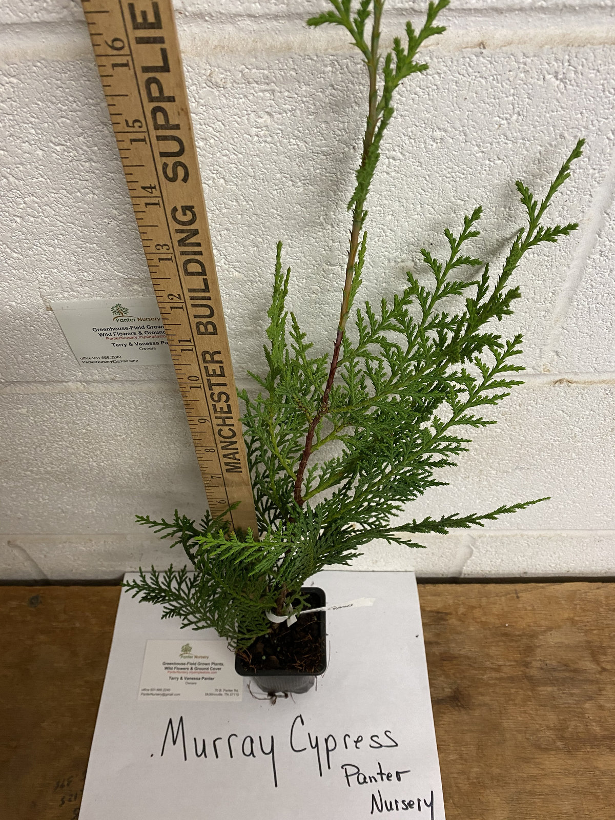 Murray Cypress 2 5 Pot 6 12 Tall Plants Seedlings Murray Cypress 2 5 Pot 6 12 Tall Plants Seedlings