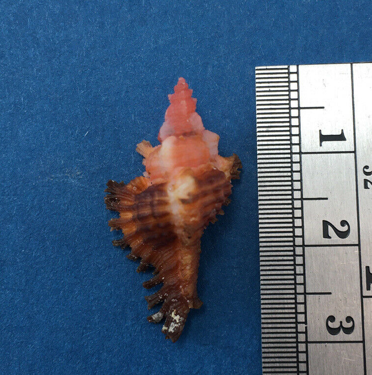 #12 27.4mm Chicoreus Strigatus Dived 20m Palawan Philippines Muricidae ...