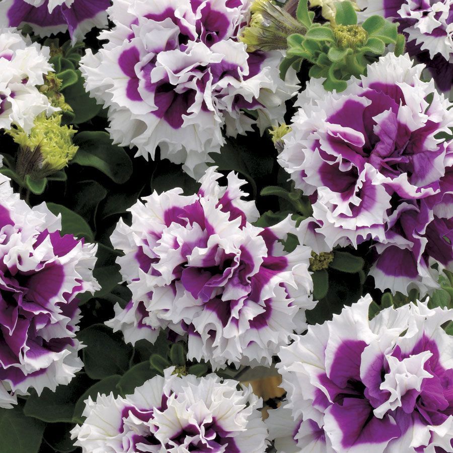 30 Seeds Pirouette Purple Double Ruffled Petunia Grandiflora Flower ...