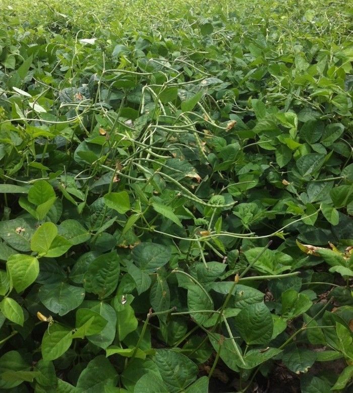 Chinese Red Pea Seed - Southern Peas Field Cowpea & Forage Seeds (1 ...