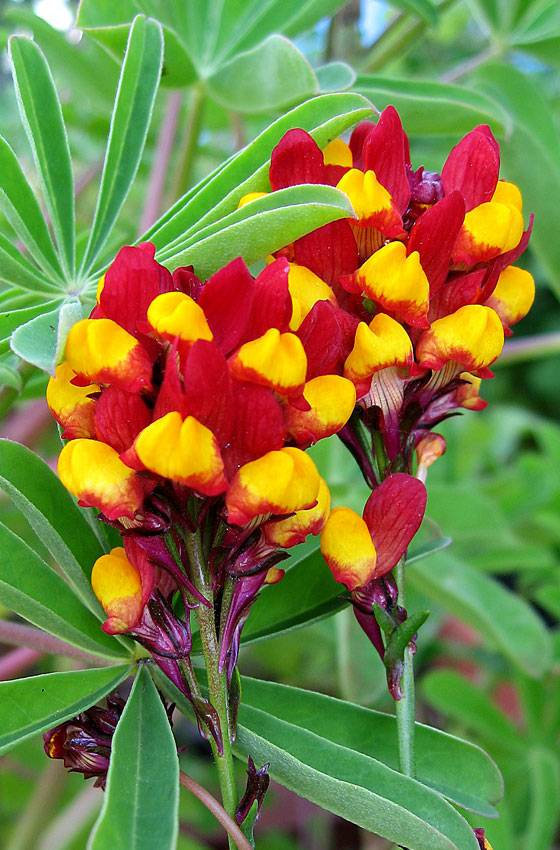 Linaria 'Spanish Dancer' Seeds ~Linaria reticulata~ Long blooming ...