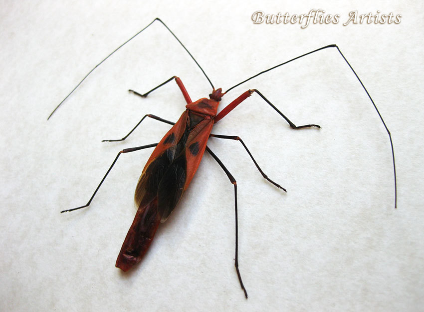 Lohita Grandis Scream Creepy Red Face Bug Real Beetle Entomology ...