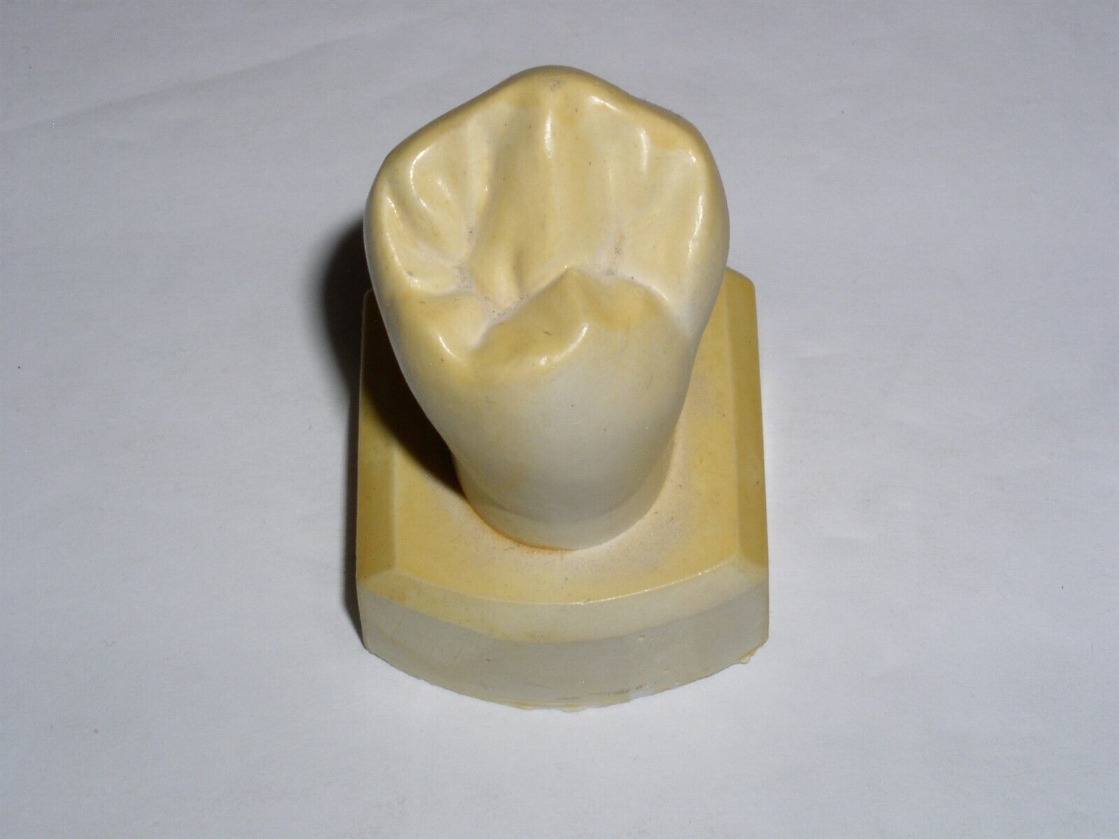 Dental Tooth Model Plaster Cast Anatomy Morphology Teaching Lower 1st ...