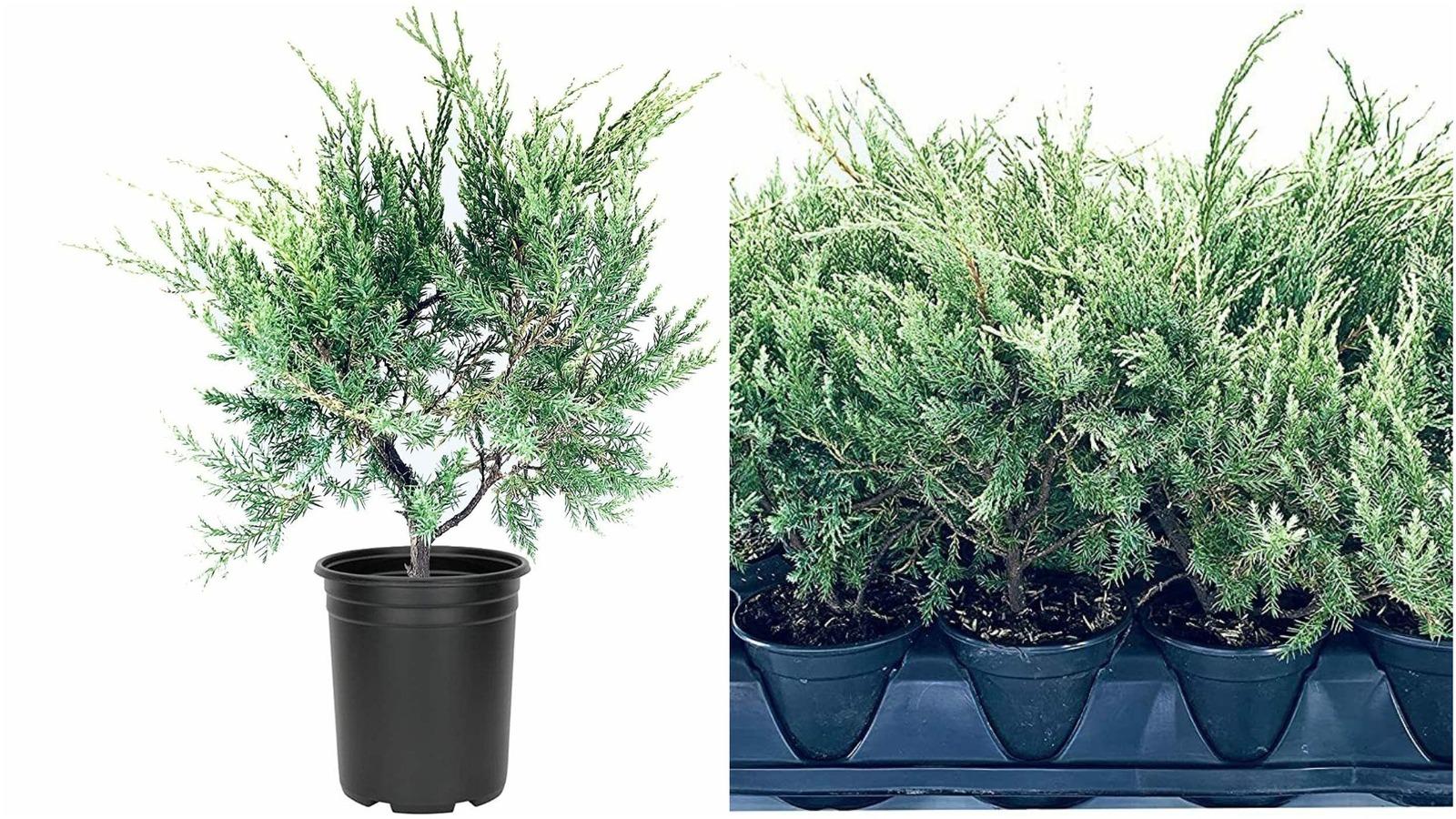 1 Plant Blue Pfitzer Juniper Live 4 Inch Plants Juniperus Chinensis ...