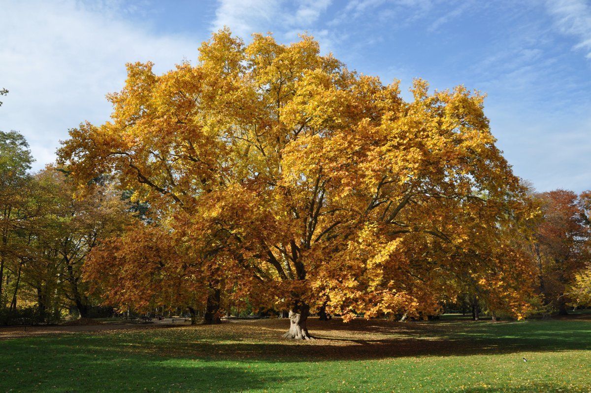 American Sycamore qt. pot (Platanus occidentalis)- Plants & Seedlings