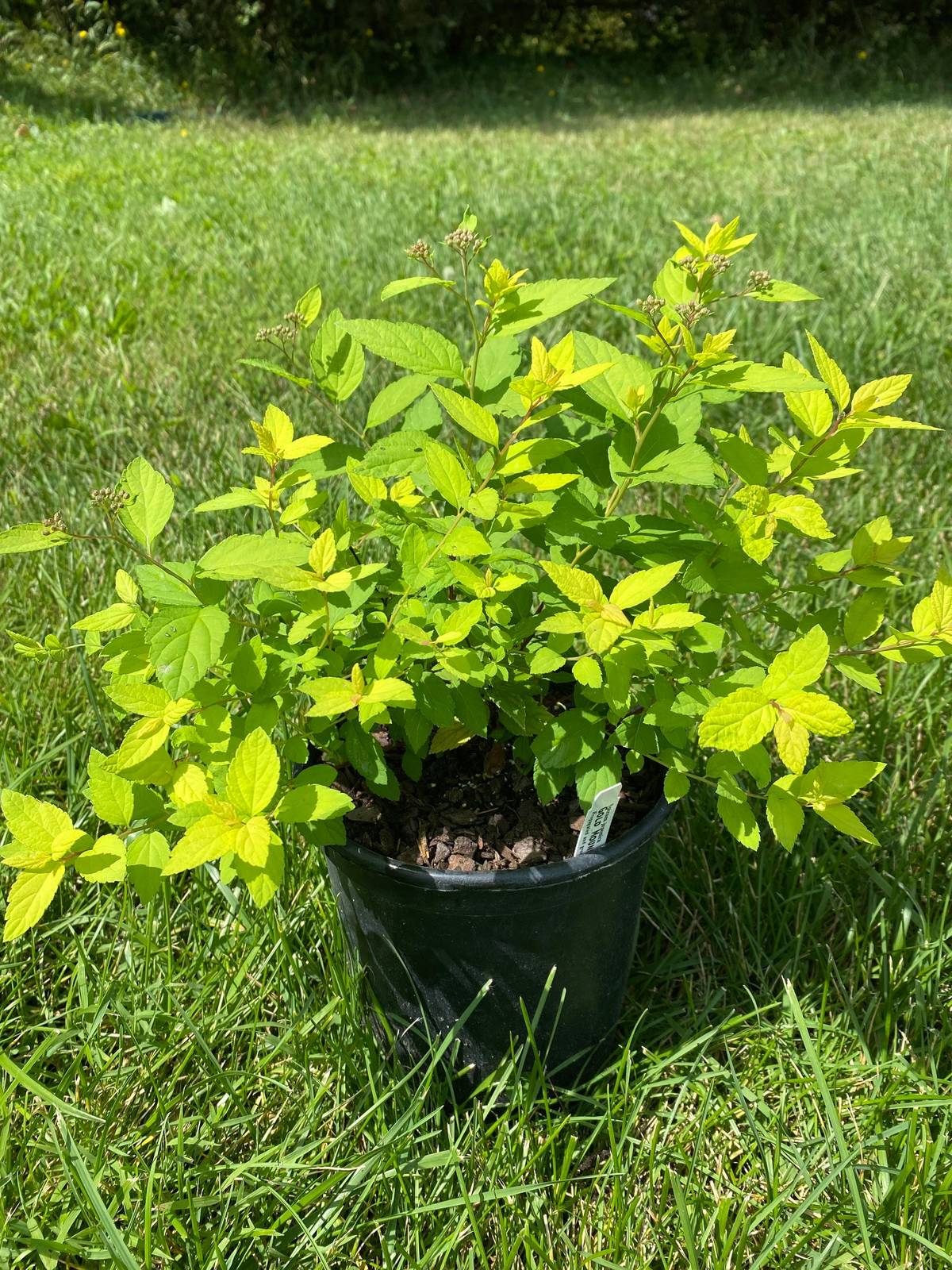 Gold Mound Spirea Plant: Spirée Japonica Gold Mound – AJRUZ
