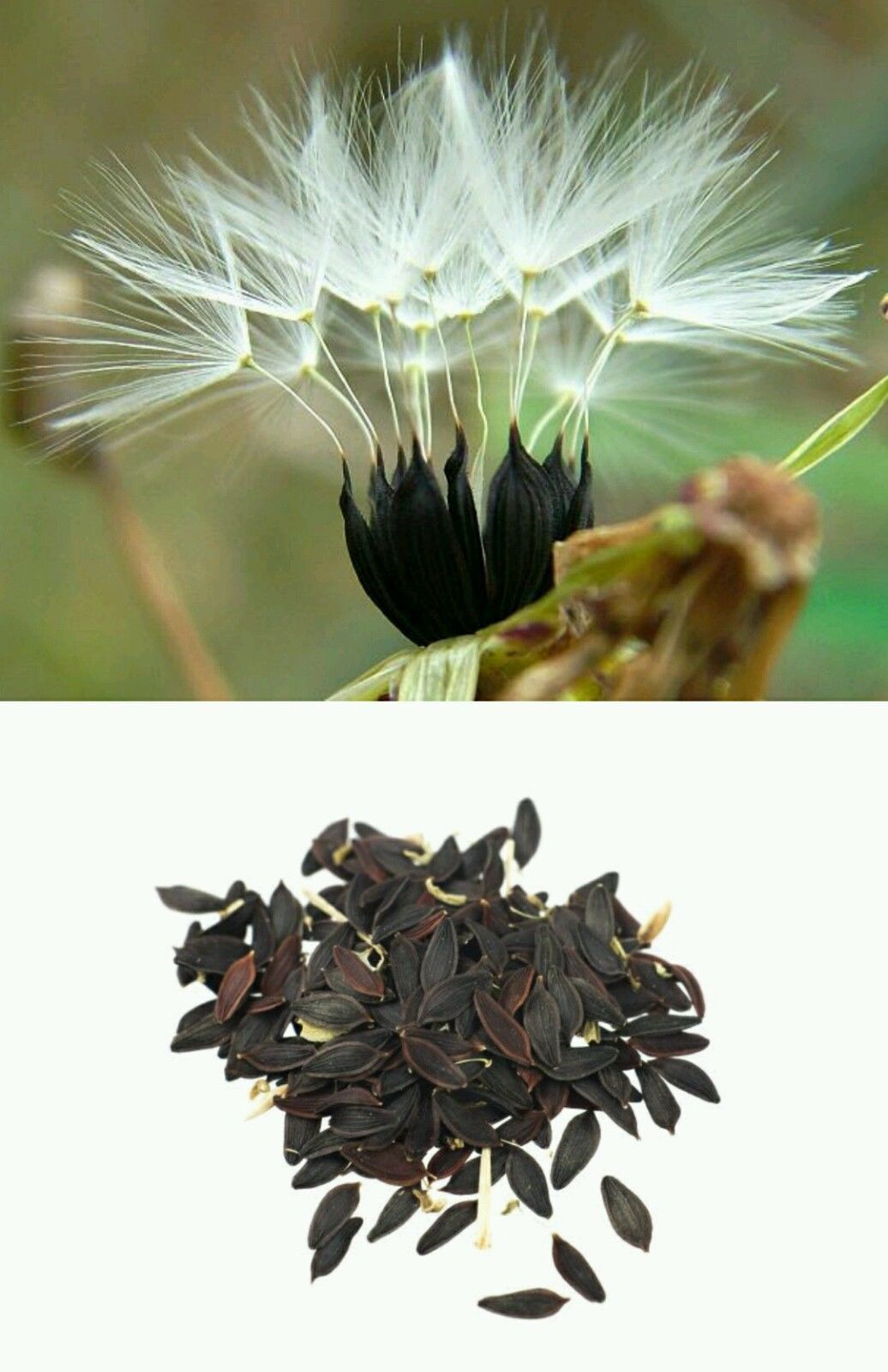 Lactuca virosa Seeds ~ 20+ Seeds ~ Opium Lettuce For Tea, Resin extract ...