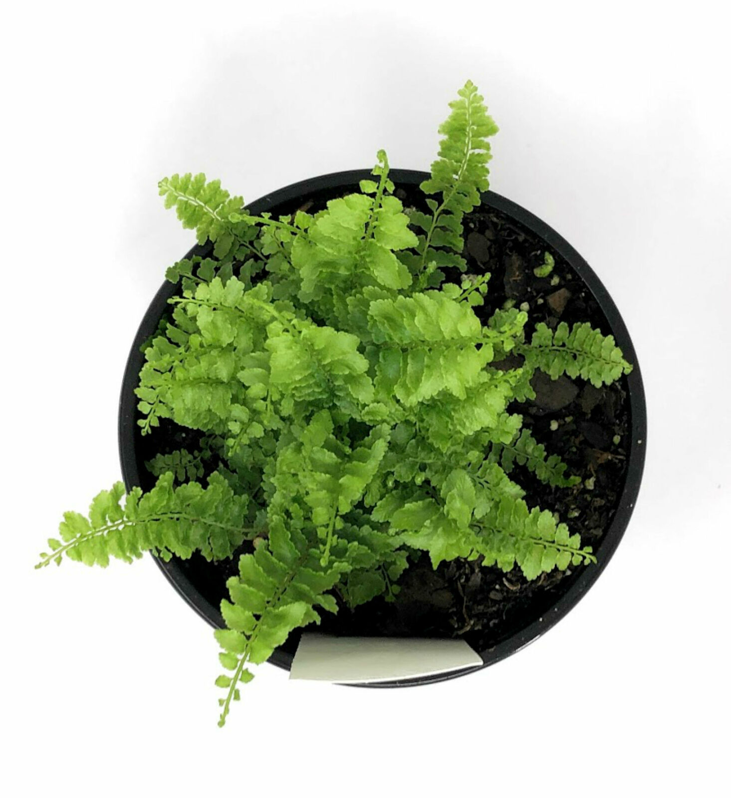 Fluffy Ruffles Fern Nephrolepis exaltata Fluffy Ruffles 4" Pot - living ...