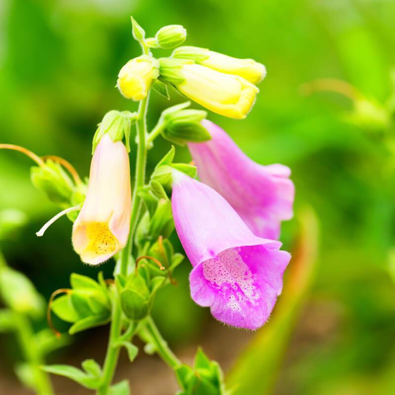 50 Seeds Foxglove Digitalis Thapsi Raspberry with Maroon Spots ...