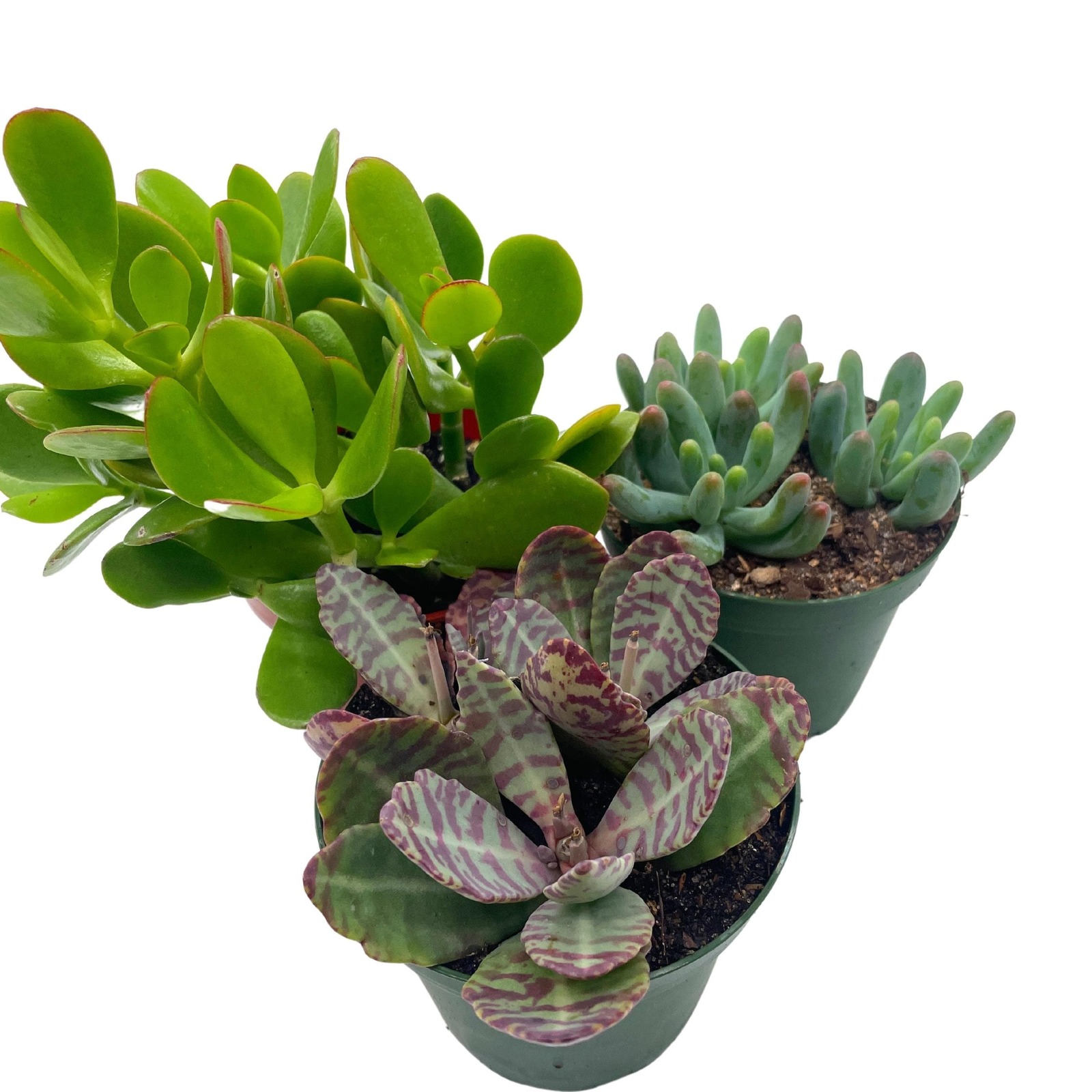 Succulent Assortment Set, 4 inch pots, Set of 3, Variety, Jade Plant ...