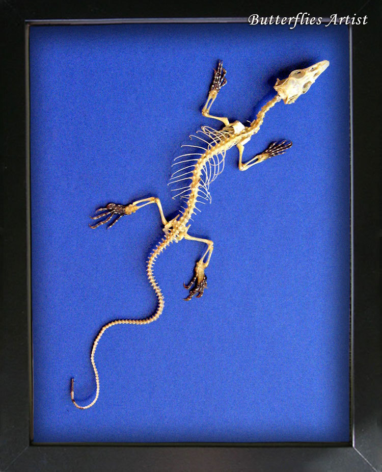 Dragon Skeleton Papuan Savanna Monitor Varanus Real Taxidermy In ...