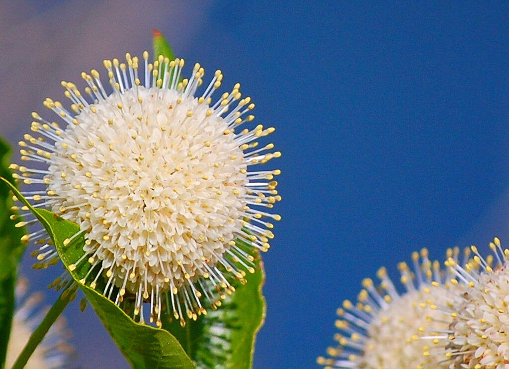 50 Seeds Buttonbush Cephalanthus Occidentalis - Seeds & Bulbs