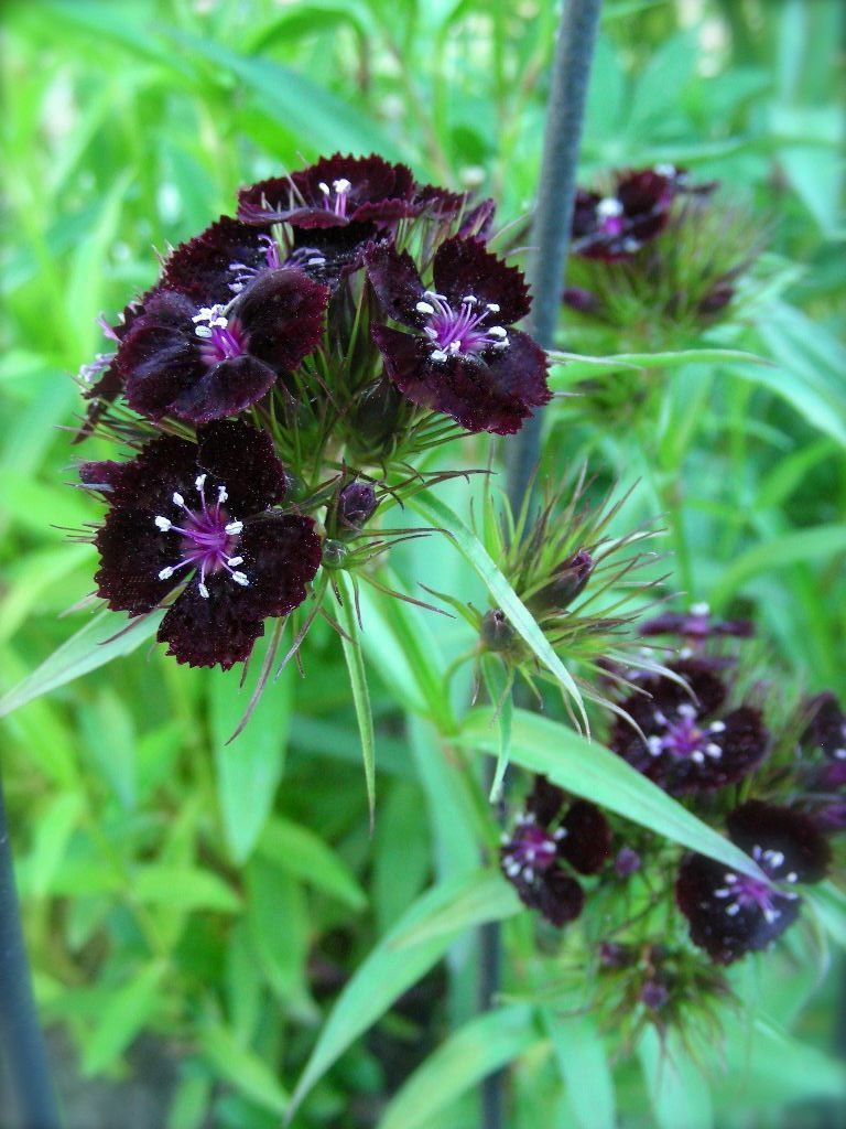 40 Seeds Dianthus Black Adder Barbatus Sweet William Perennial Flower ...
