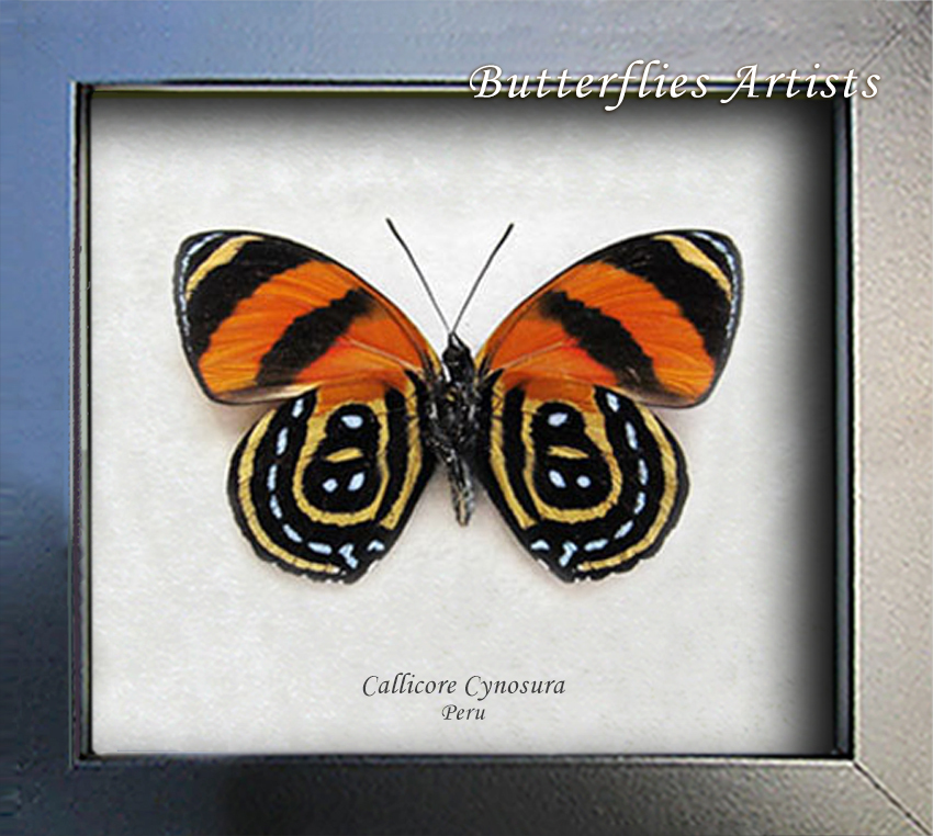Eighty Eight Callicore Cynosura Real Butterfly Entomology Collectible ...