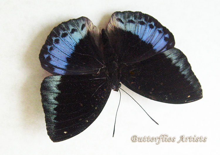 Lexias Dirtea Black Tipped Archduke Real Butterfly Entomology ...